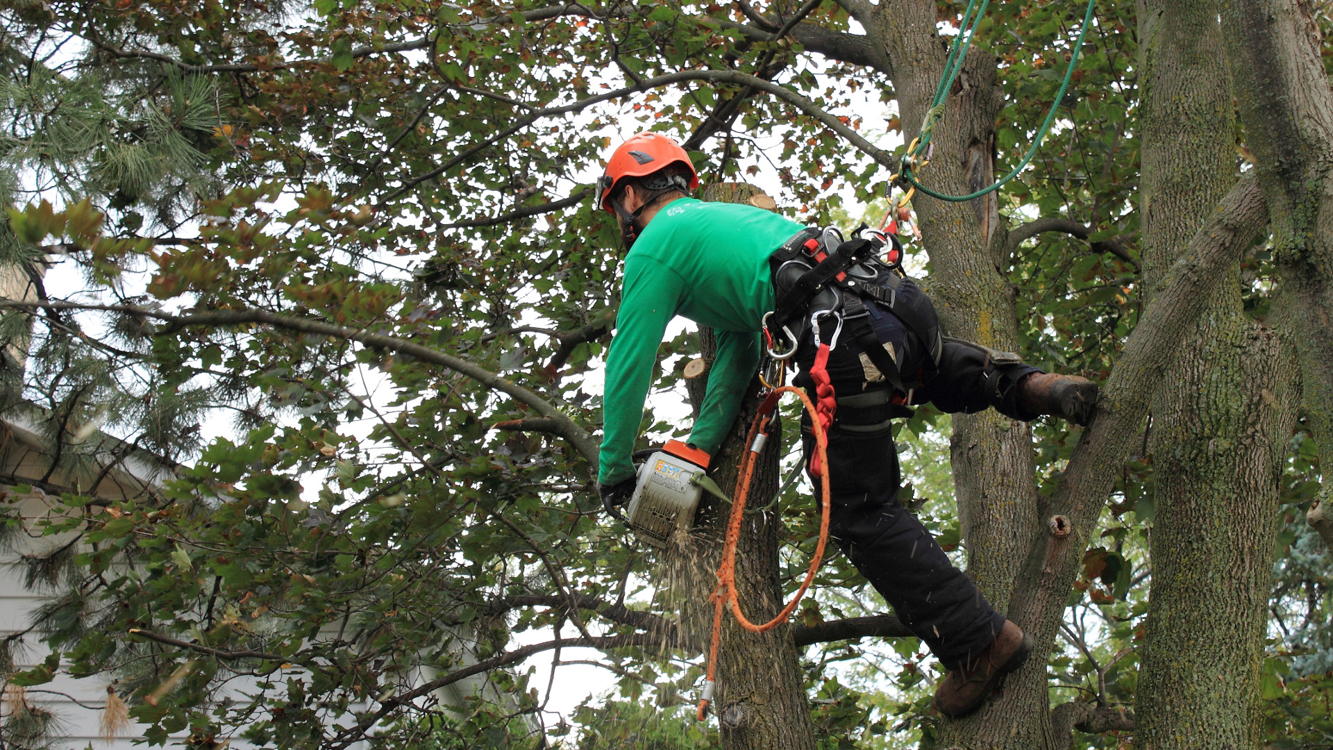 L'arboriculture et les règles de l'art - Arboplus