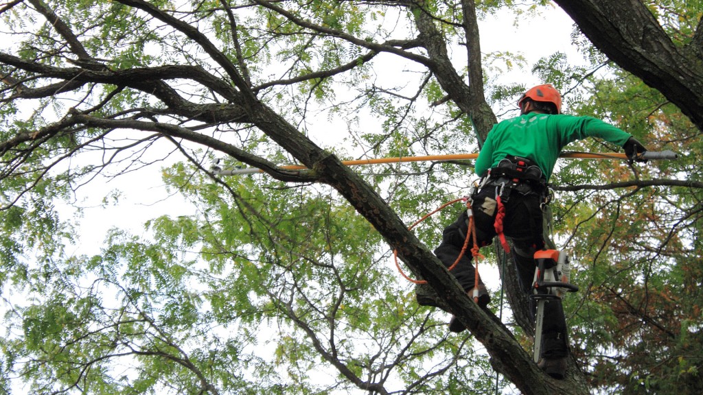 L'arboriculture et les règles de l'art - Arboplus