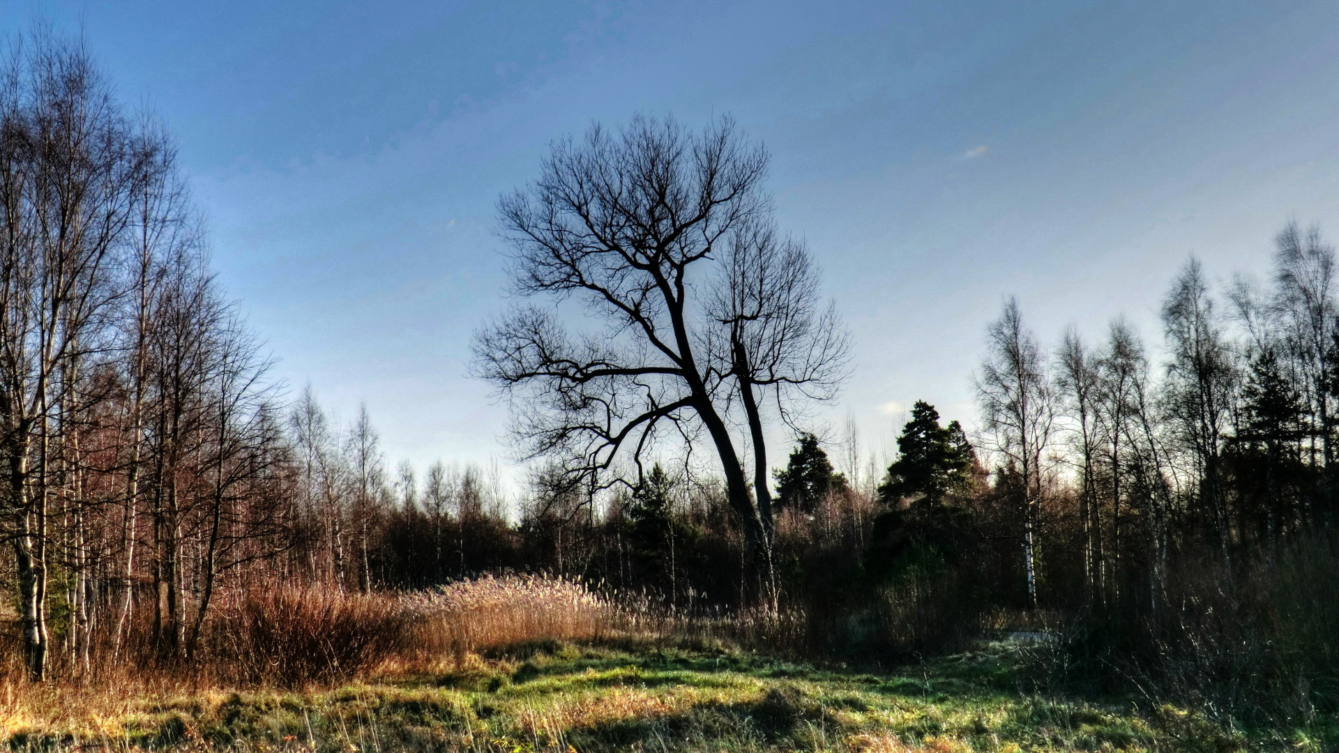 Le mal, qu'est-ce que c'est - Philosophie d'arboriculture - Arboplus