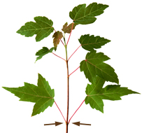 Comment identifier un arbre avec ses feuilles - Arboplus